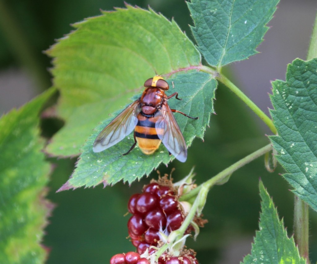 Volucella zonaria – Gloucestershire Naturalists' Society