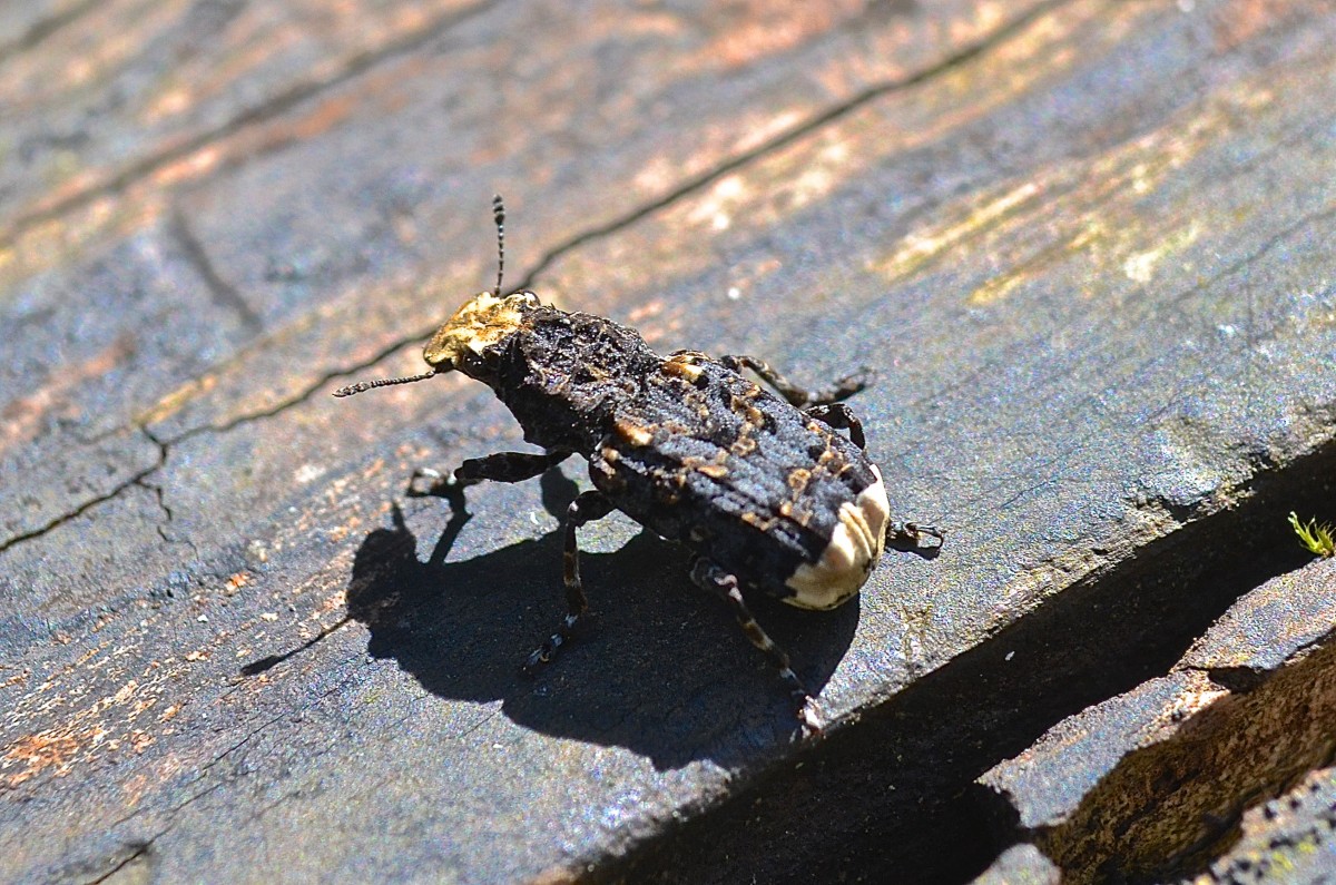 Scarce Fungus Weevils at The Mythe – Gloucestershire Naturalists' Society
