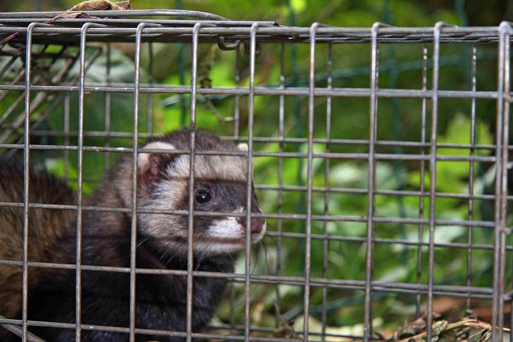 Polecats in Gloucestershire – Gloucestershire Naturalists' Society