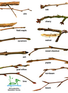 Winter twig identification – Gloucestershire Naturalists' Society