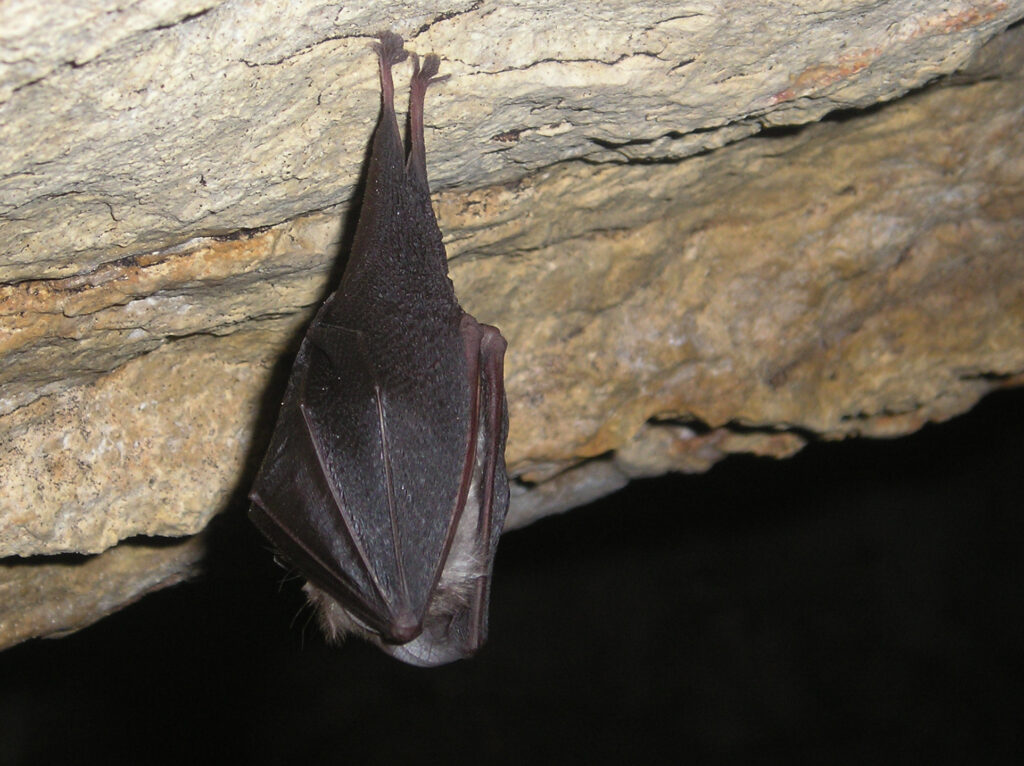 Bats in the Forest of Dean – Gloucestershire Naturalists' Society