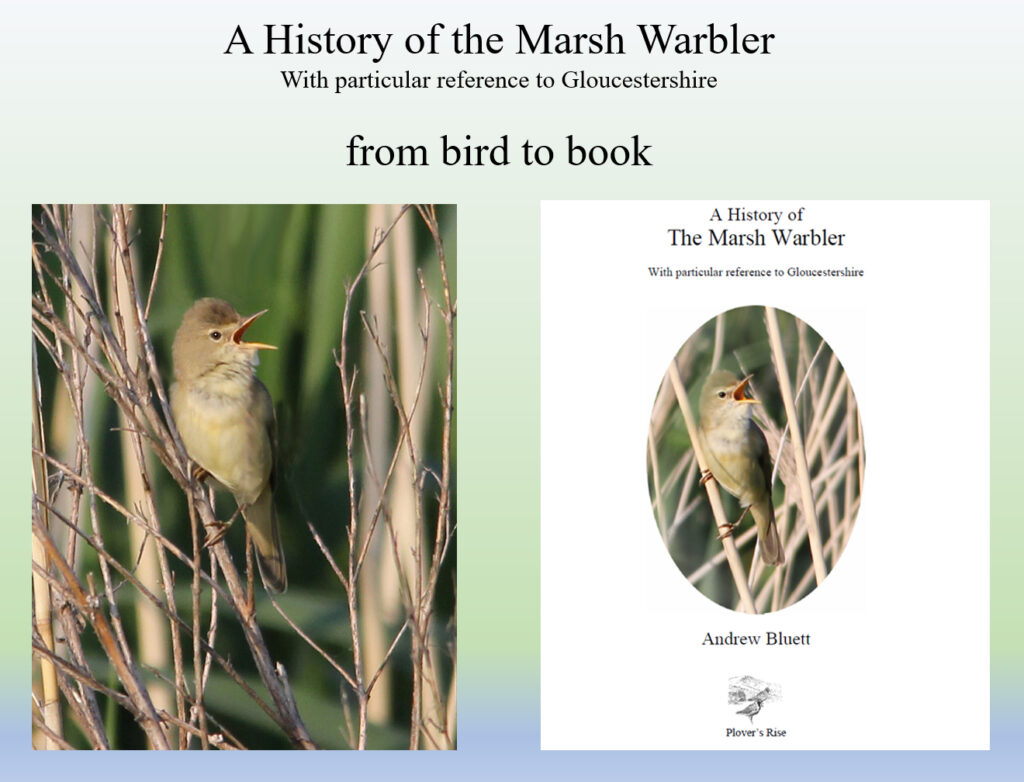 A History of the Marsh Warbler – Gloucestershire Naturalists' Society