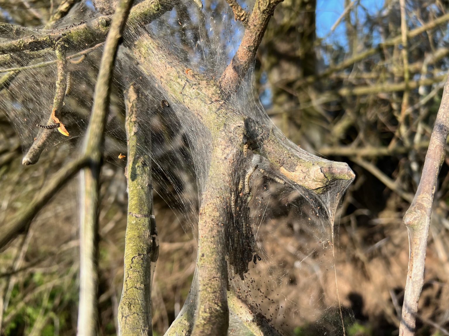 Ermine Moths – Gloucestershire Naturalists' Society